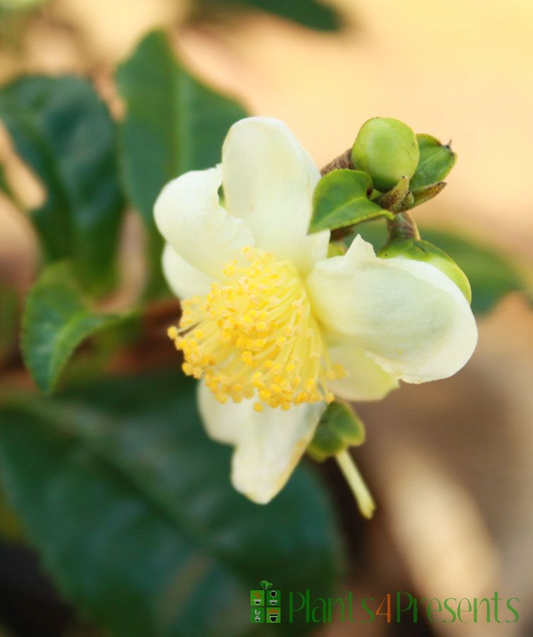 Send a Large Tea Plant as a plant gift - Quality Plants, Fast UK Delivery