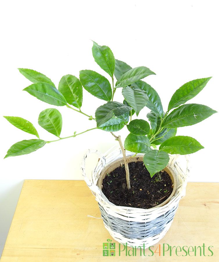 Assam Tea | Grow your own tea here in the UK