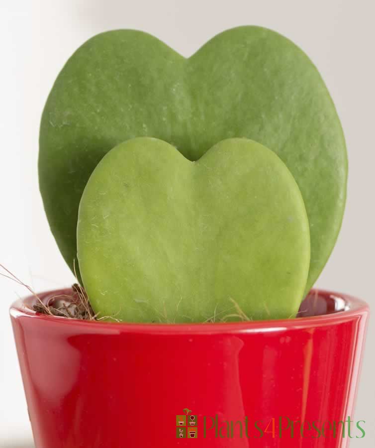 Heart shaped succulent plants delivered