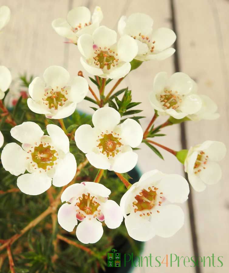 Australian Wax Flowers | Next Day Delivery Available | Plants4Presents