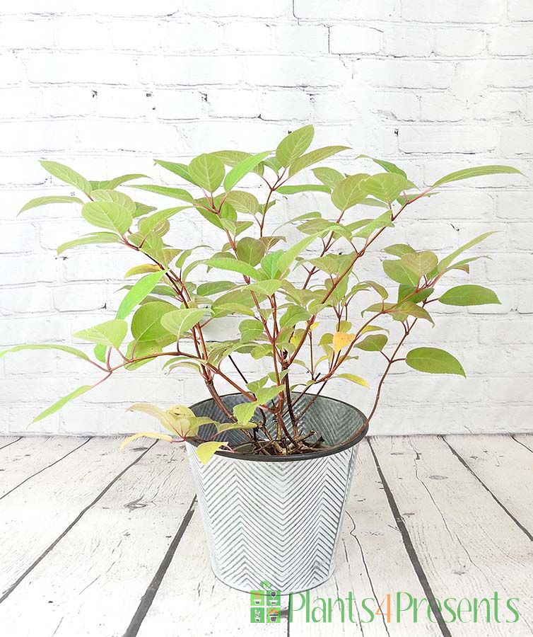 Red Woodland Hydrangea