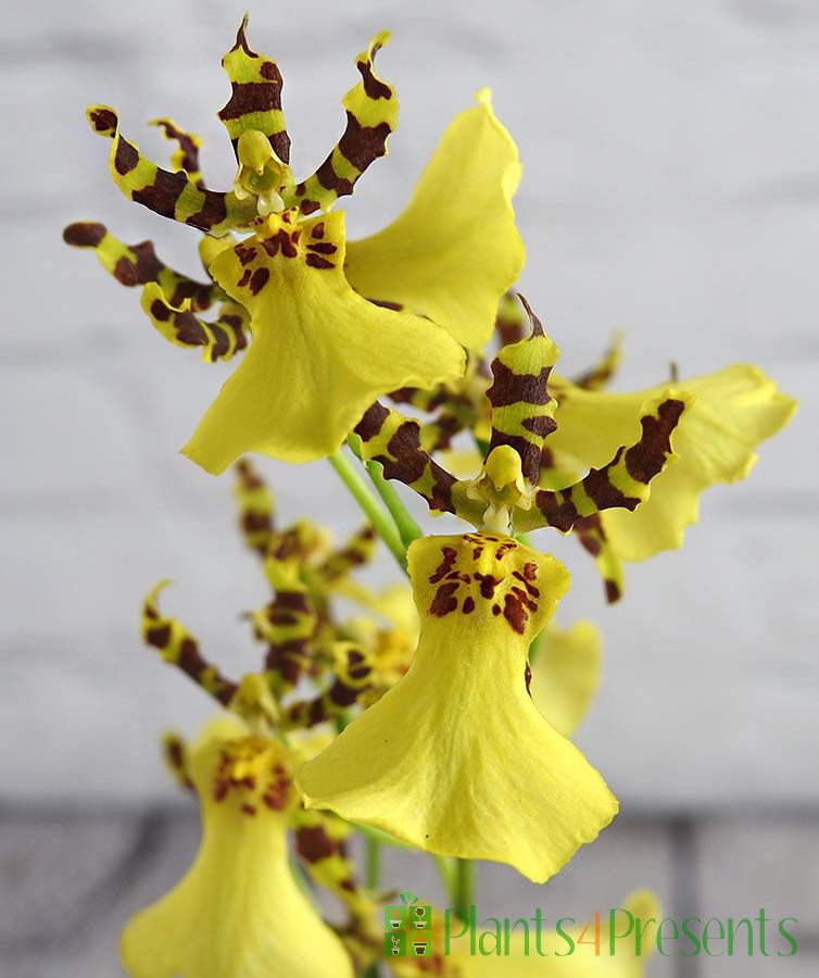 Yellow Dancing Lady Orchids make great gifts