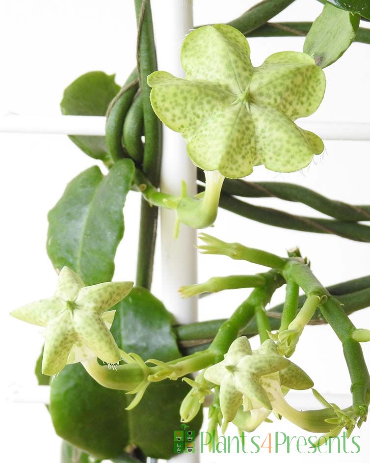 Unusual houseplants like these funky foliage plants make great gifts