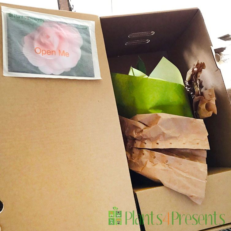 Plant Rescuer Citrus Box - 'Wonky' plants that need a little TLC to thrive