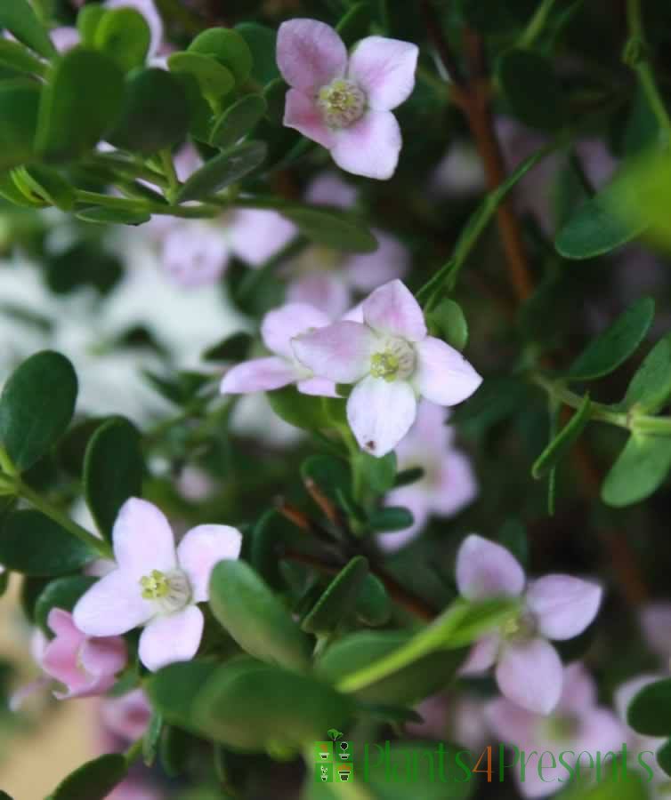 Pink Boronia | Flowering garden shrubs delivered as gifts