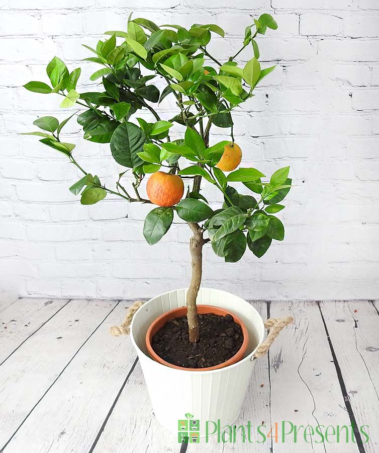 Unusual Arcobal Orange Tree - Great Gifts for collector these blood ...