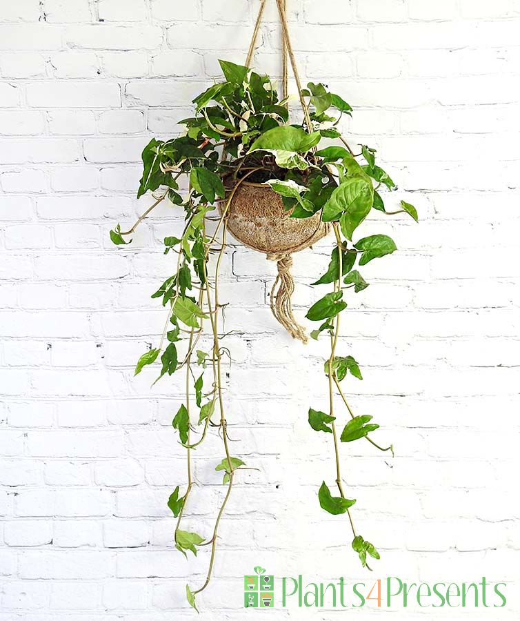 Rare opportunity to buy Variegated Arrowhead Vine