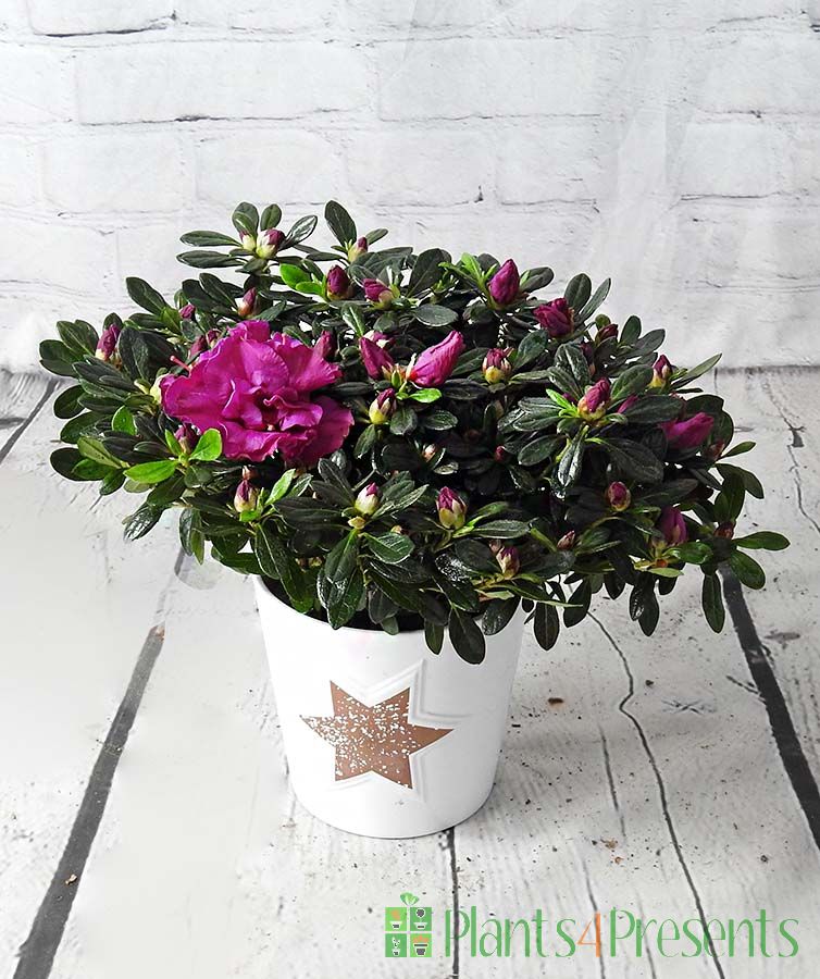 Purple Azalea plants delivered as gifts