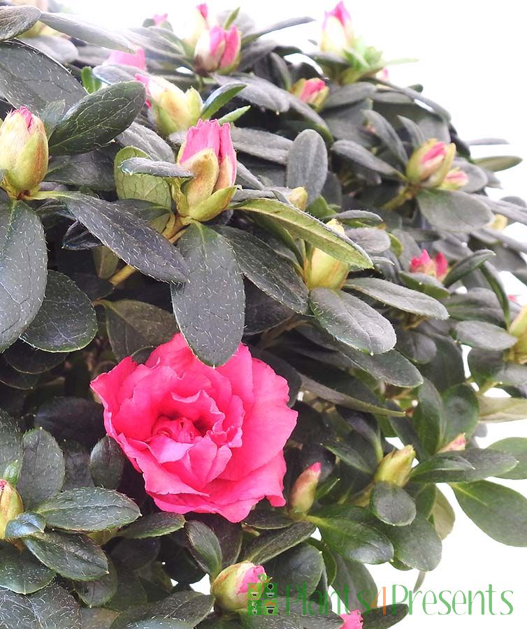 Topiary Azalea | Christmas Plants | Plants4Presents