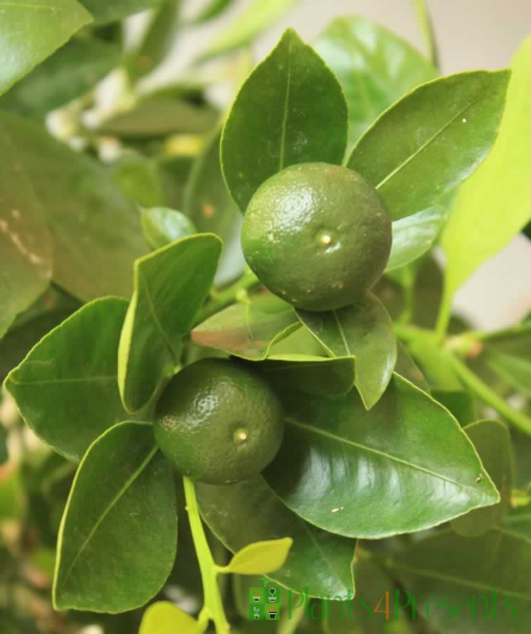 Calamondin Tree | Next Day Delivery | Plants4Presents
