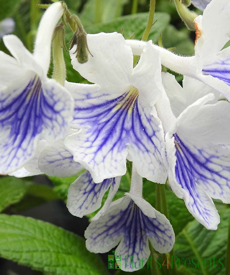 Cape Primrose plants | Next Day Delivery Available | Plants4Presents