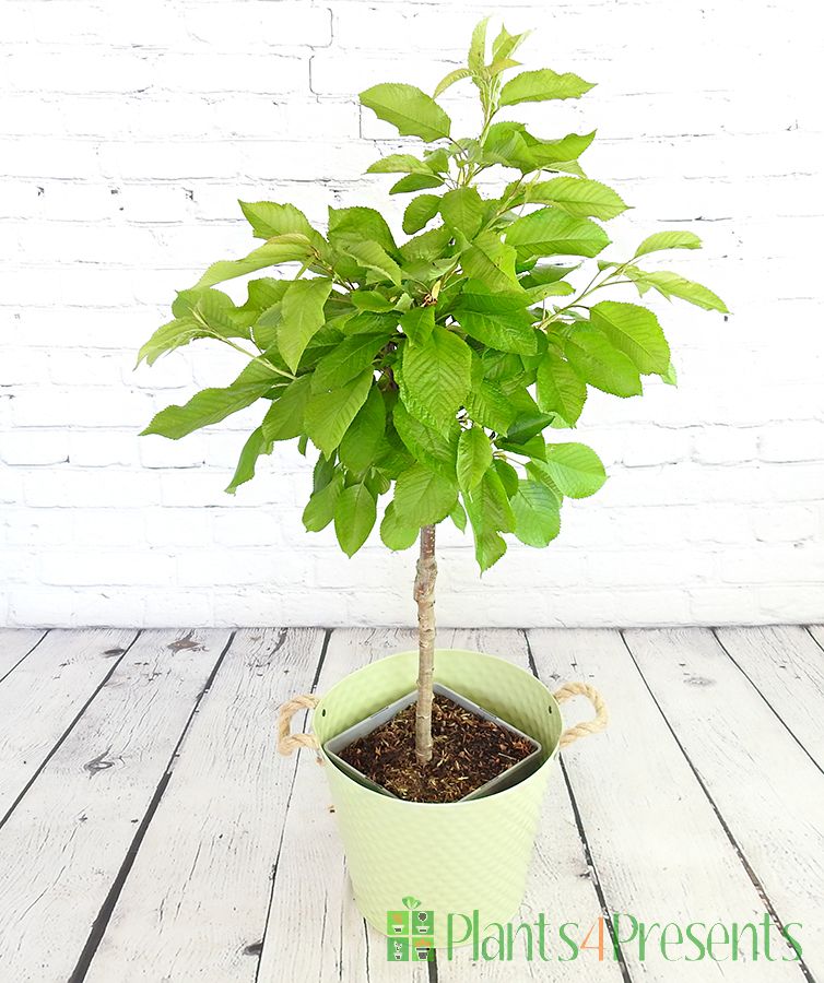 Patio Cherry Tree Plants | Next Day Delivery | Plants4Presents