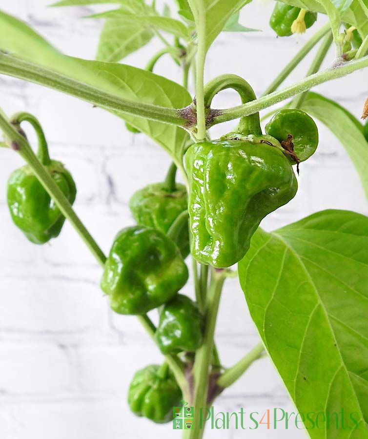Scotch Bonnet Chilli Plant | Grow your own fiery chillies | Plants4Presents