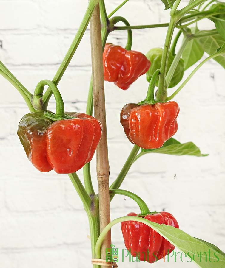 Scotch Bonnet Chilli Plant | Grow your own fiery chillies | Plants4Presents