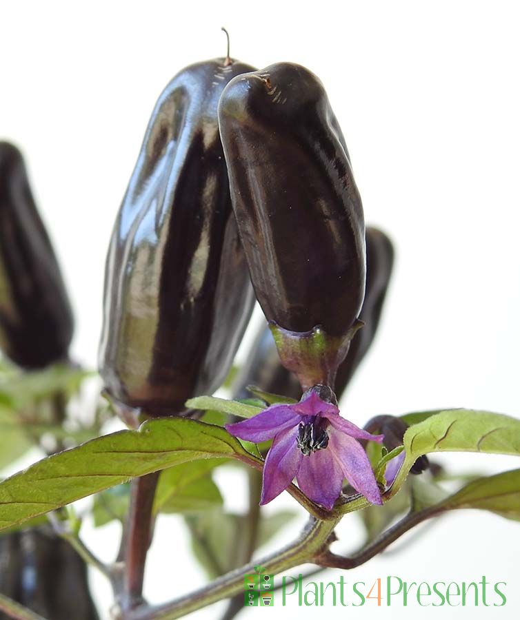 Pot Black Chilli | Unusual Black-Purple Chilli variety | 50cm tall in a ...