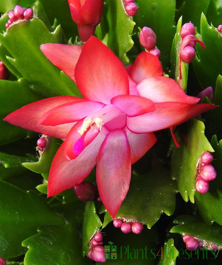 Christmas Cactus Plant | Next Day Delivery Available | Plants4Presents