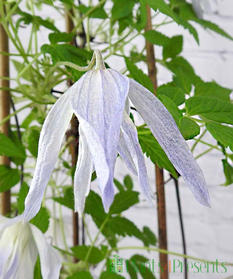 Clematis macropetala Wesselton plants delivered as gifts
