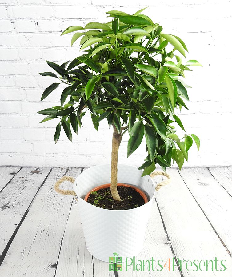 Clementine Trees | Send large citrus trees as unusual plant gifts
