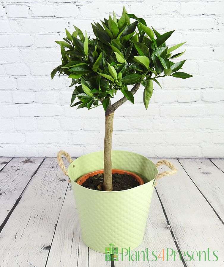 Clementine Trees | Send large citrus trees as unusual plant gifts