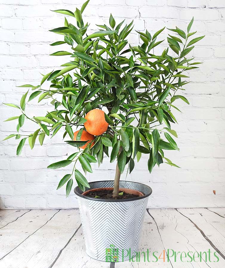 Clementine Trees | Send large citrus trees as unusual plant gifts