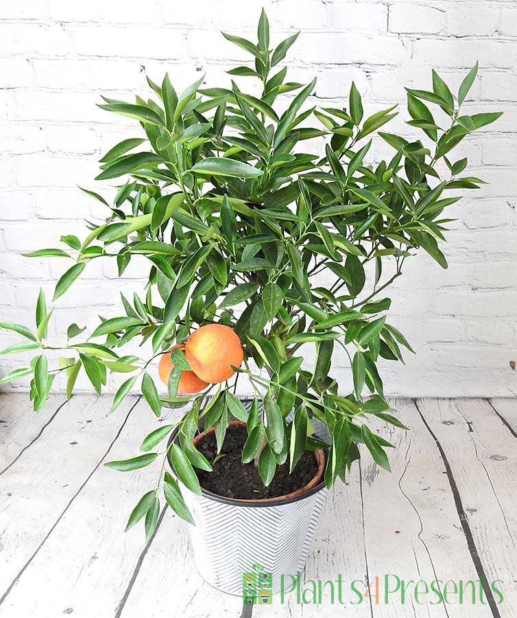 Clementine Trees | Send large citrus trees as unusual plant gifts