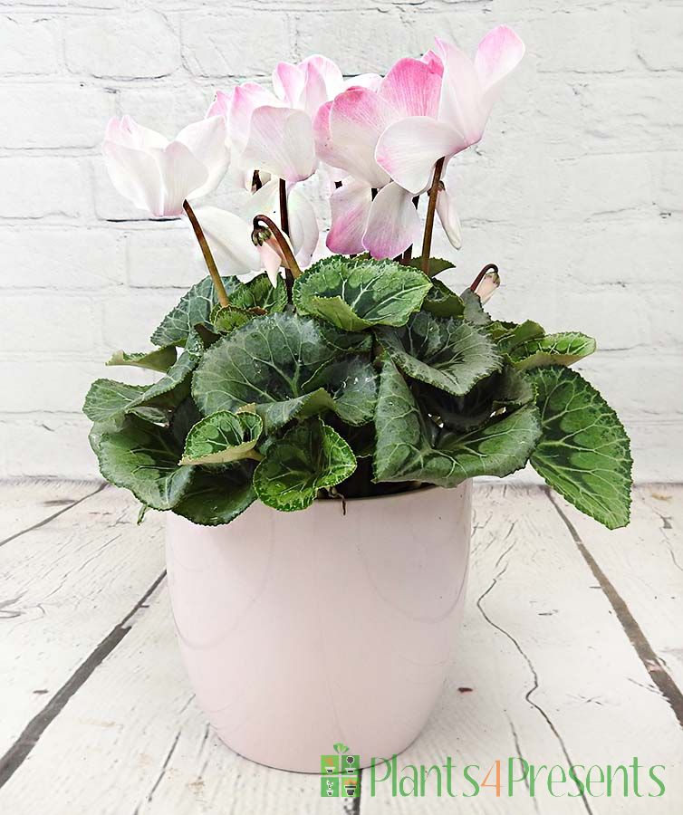 Potted Cyclamen Plants | Next Day Delivery | Plants4Presents