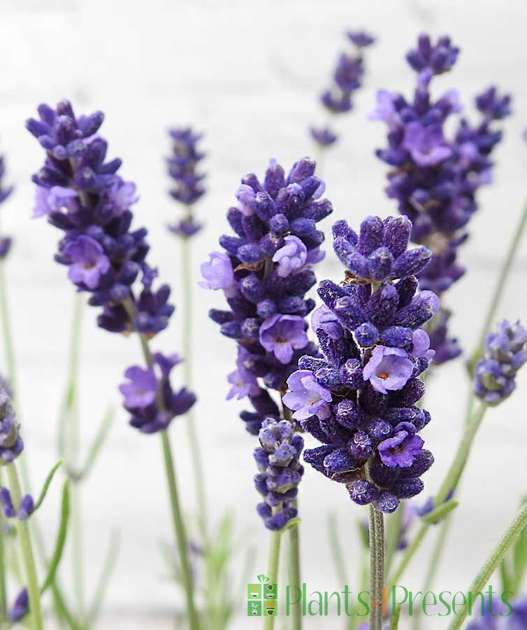 English Lavender Plant | Next Day Delivery Available | Plants4Presents