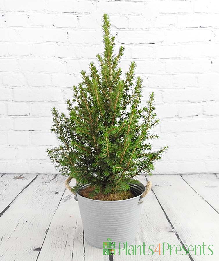 Evergreen Dwarf Conifer