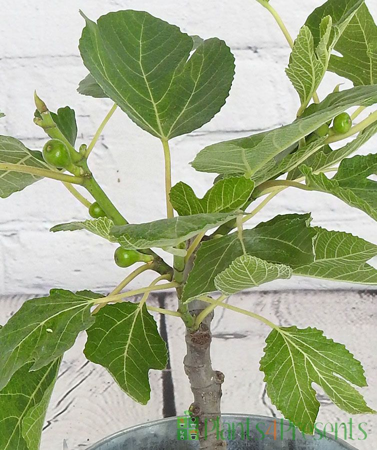 Fig trees | Grow your own Figs, garden gifts delivered next day