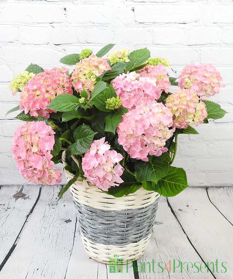 Pink Hydrangea Plants | Next Day Delivery | Plants4Presents