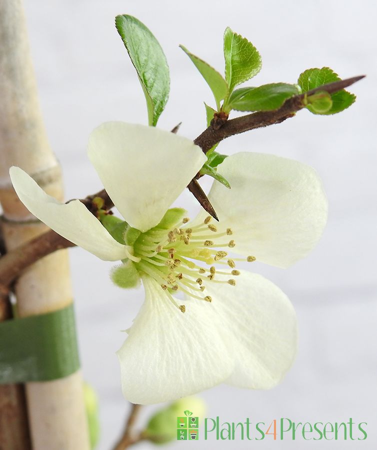 Japanese Quince | Next Day Delivery | Plants4Presents