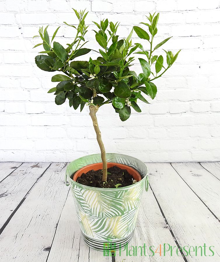 Large Lime Tree and Lime Tree Gifts | Fast Delivery | Plants4Presents