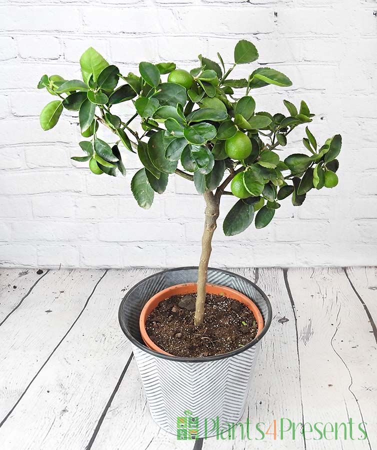 Lime Trees | Send large lime trees as gifts, fast Delivery