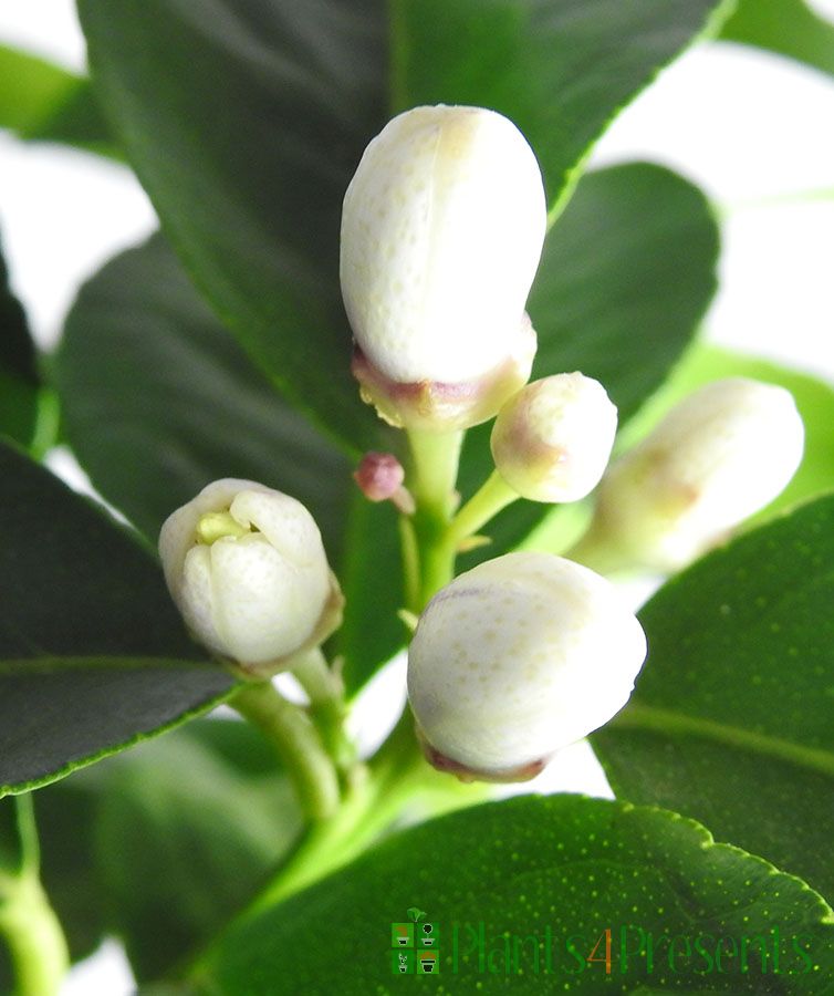 Giant Lemon Tree | Stunning giant citrus plants delivered next day