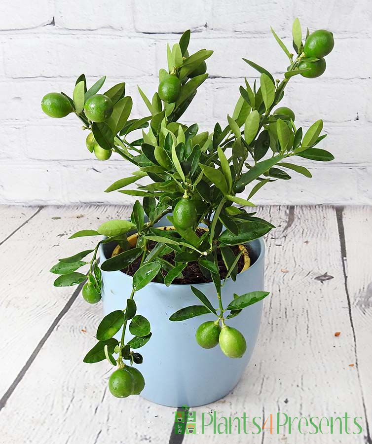 Mini Lemon Lara | Send fruity miniature lemon trees as gifts
