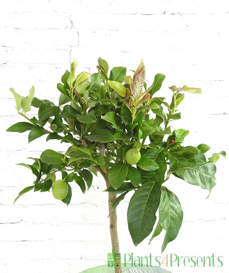 Lemon Trees - Fruiting Lemon Tree | Plants4Presents