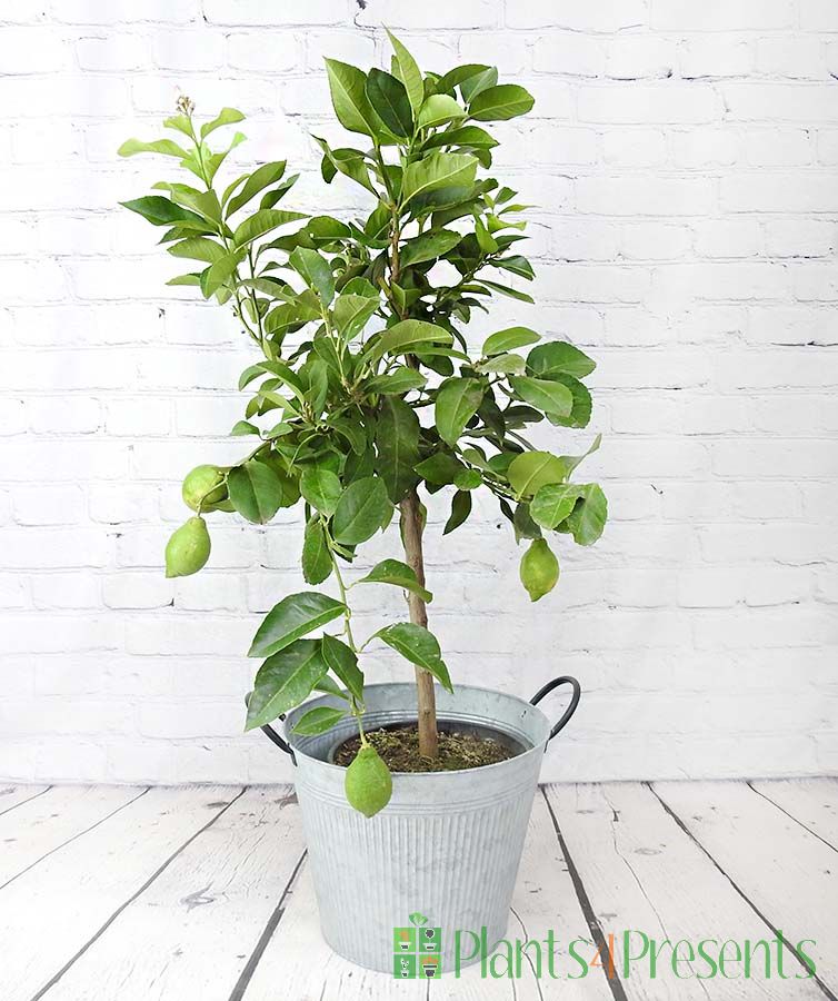 Lemon Trees - Fruiting Lemon Tree | Plants4Presents