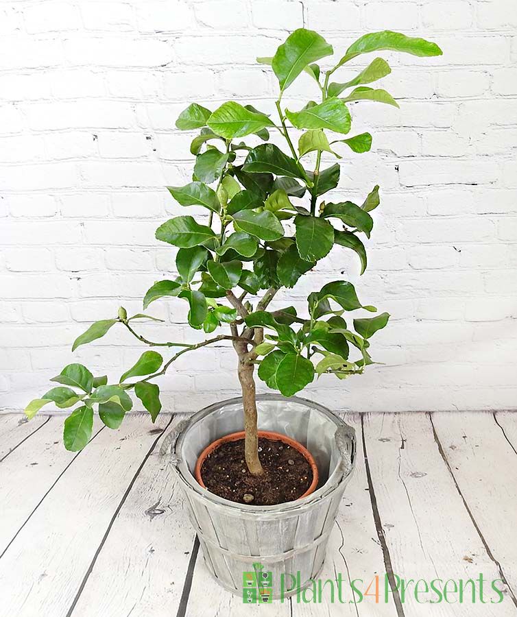 Lemon Trees - Fruiting Lemon Tree | Plants4Presents