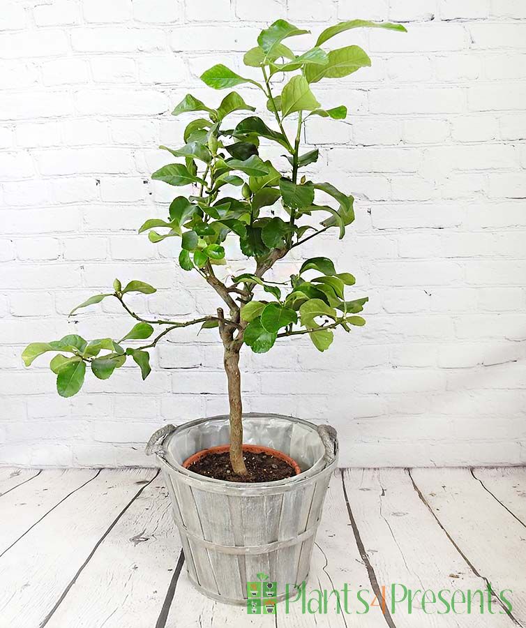 Lemon Trees - Fruiting Lemon Tree | Plants4Presents