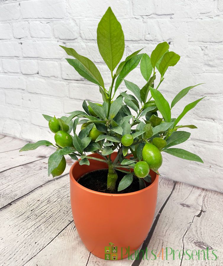 Mini Lemon Lara | Send fruity miniature lemon trees as gifts