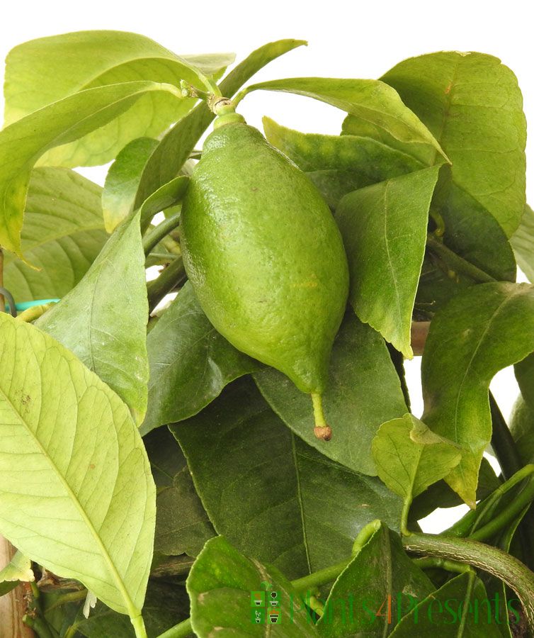 Giant lemon trellis plants will make a superb centrepiece in a bright ...