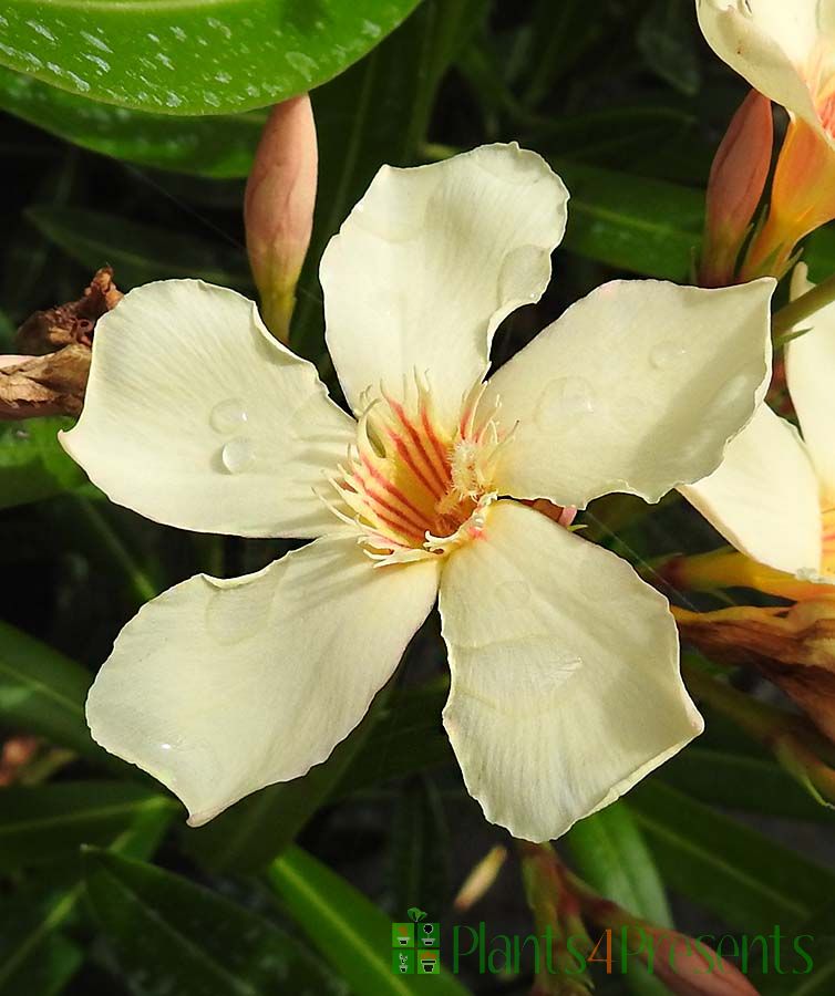 Oleander Plants | Next Day Delivery | Plants4Presents