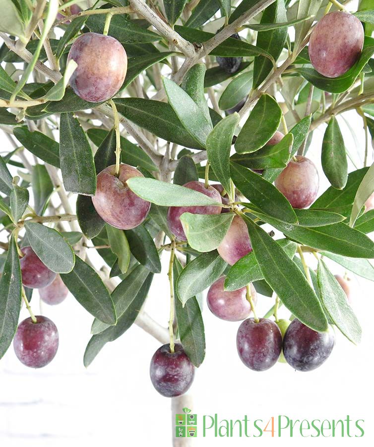 Large Olive Tree | Next Day Delivery | Plants4Presents