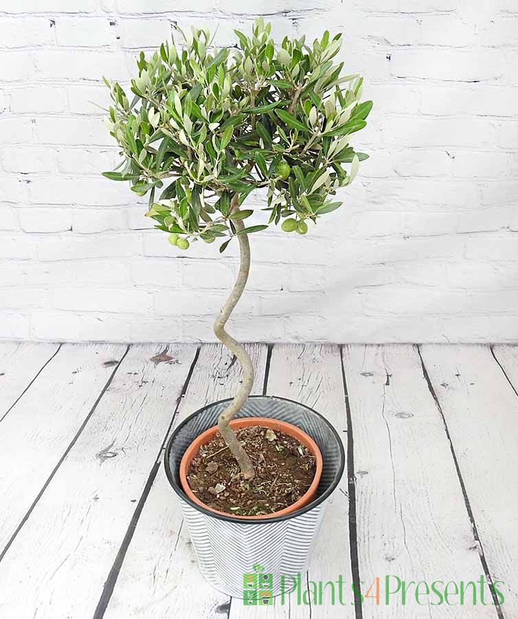 Spiral Stem Olive Tree | Next Day Delivery | Plants4Presents