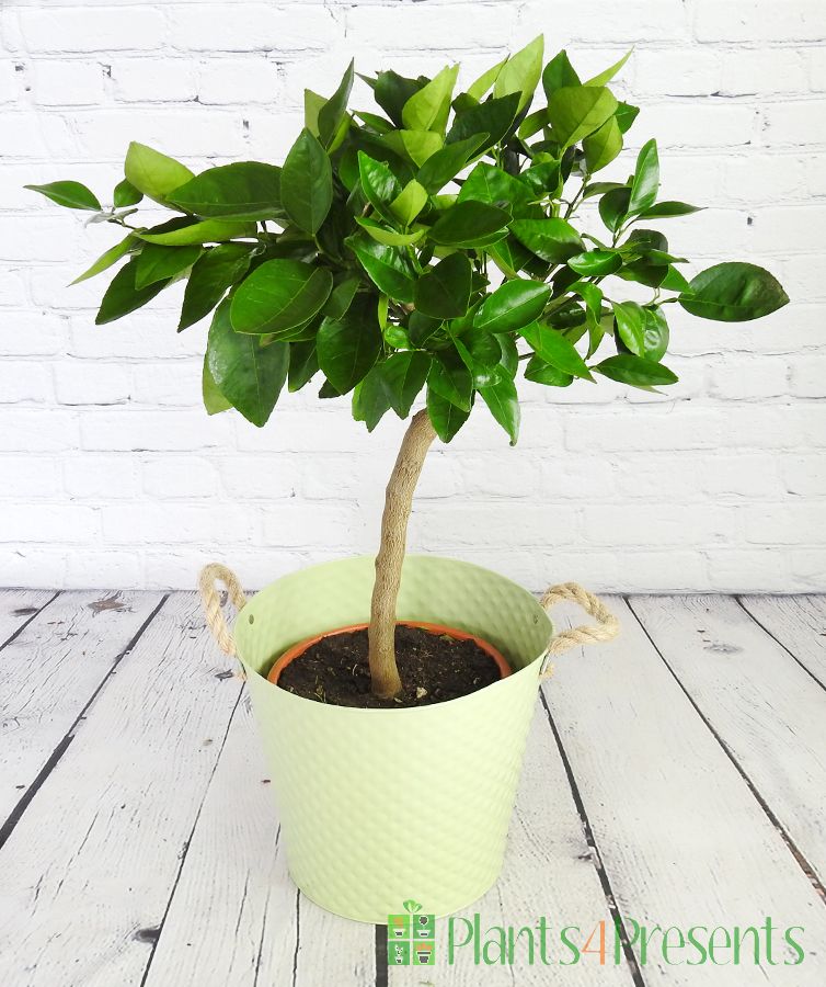 Orange Trees | Send Large Orange Trees as gifts, fast delivery