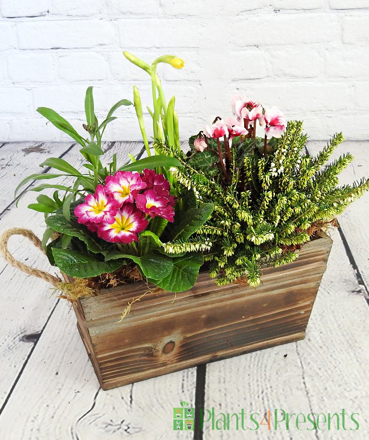 Winter Trough | Seasonal Flower Planters | Plants4Presents
