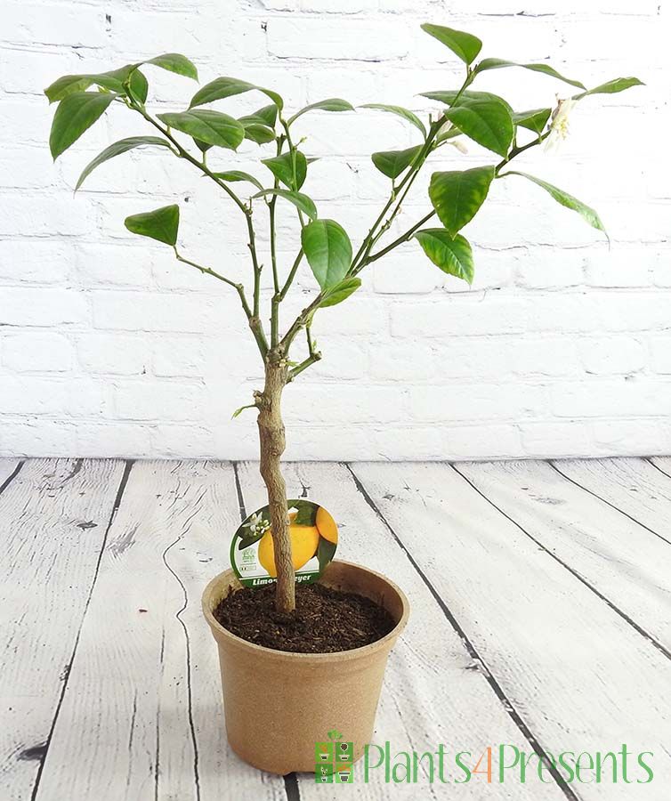 Wonky citrus trees looking for a new home - perfect for plant lovers ...