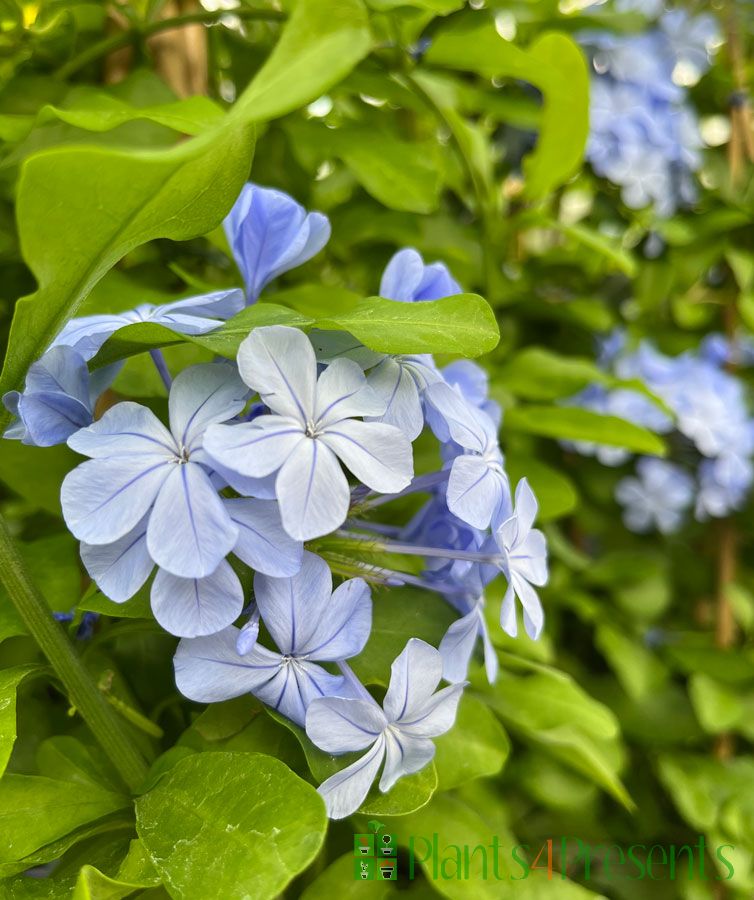 Blue Plumbago Plant | Next Day Delivery Available | Plants4Presents