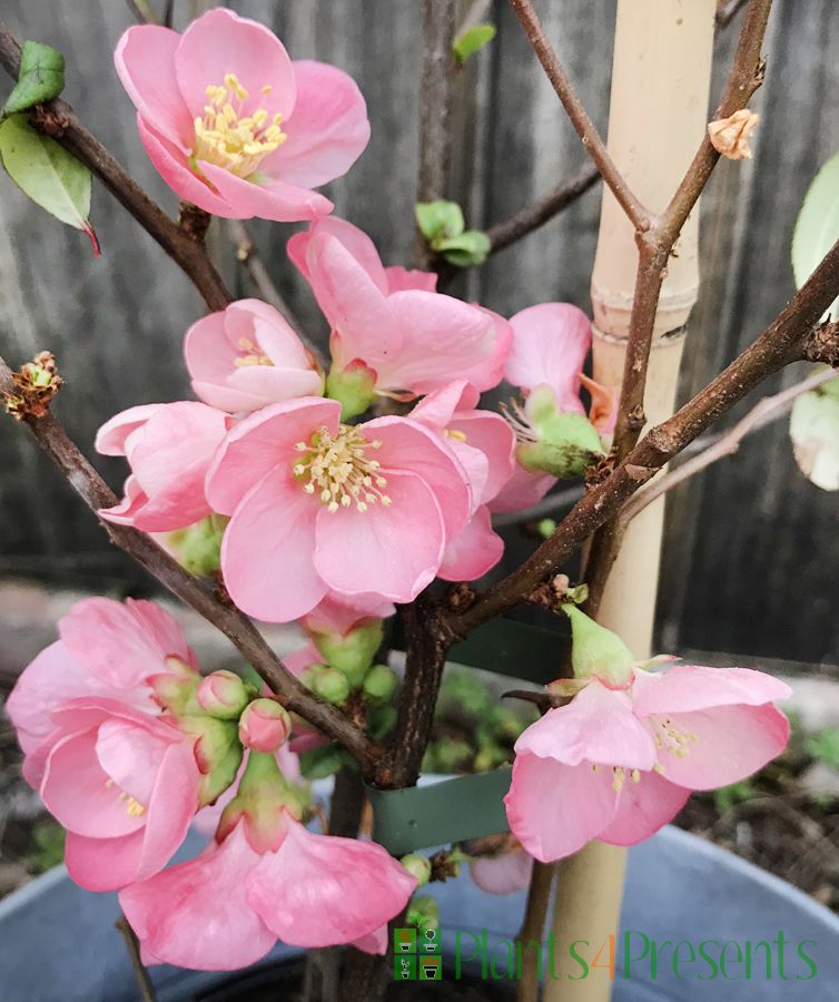 Japanese Quince | Next Day Delivery | Plants4Presents
