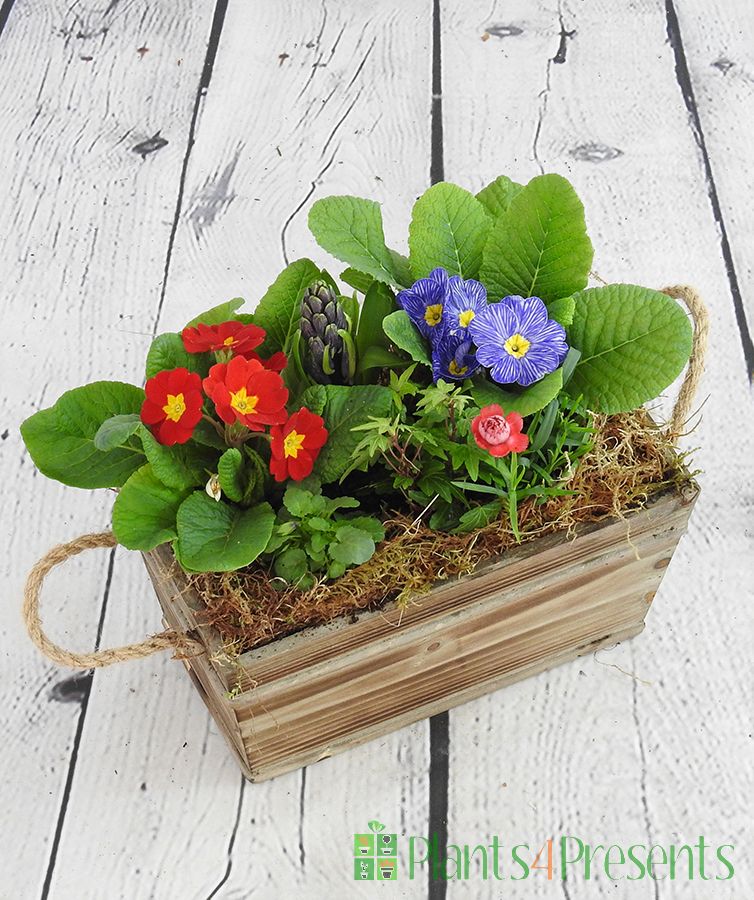 Summer Trough| Colourful seasonal flower planters delivered